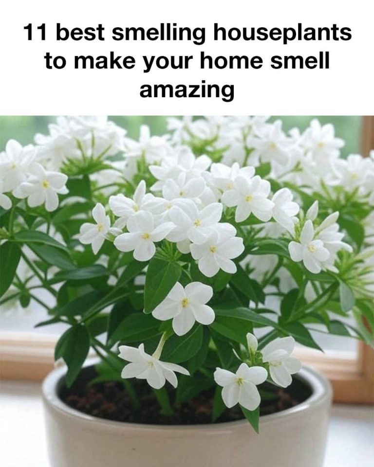 11 best smelling houseplants to make your home smell amazing – Meals Tips
